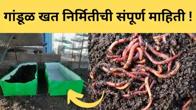 white grub control: हुमणी किडीचे नियंत्रण कसे करावे?