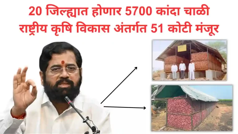 Chilli leaf curl virus: मिरची वरील वायरस नियंत्रणाची A to Z माहिती ...