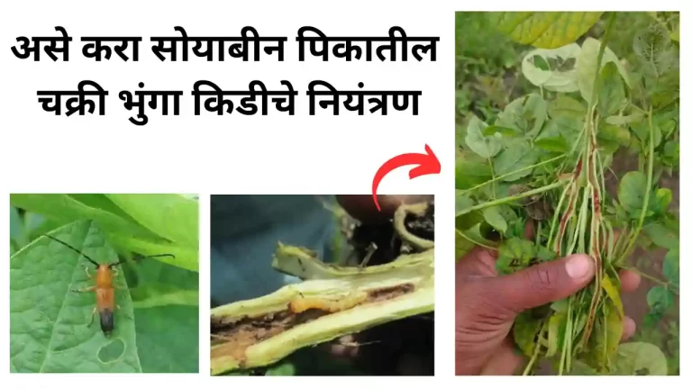 gogalgai niyantran: शंखी गोगलगाय नियंत्रण कसे करावे?